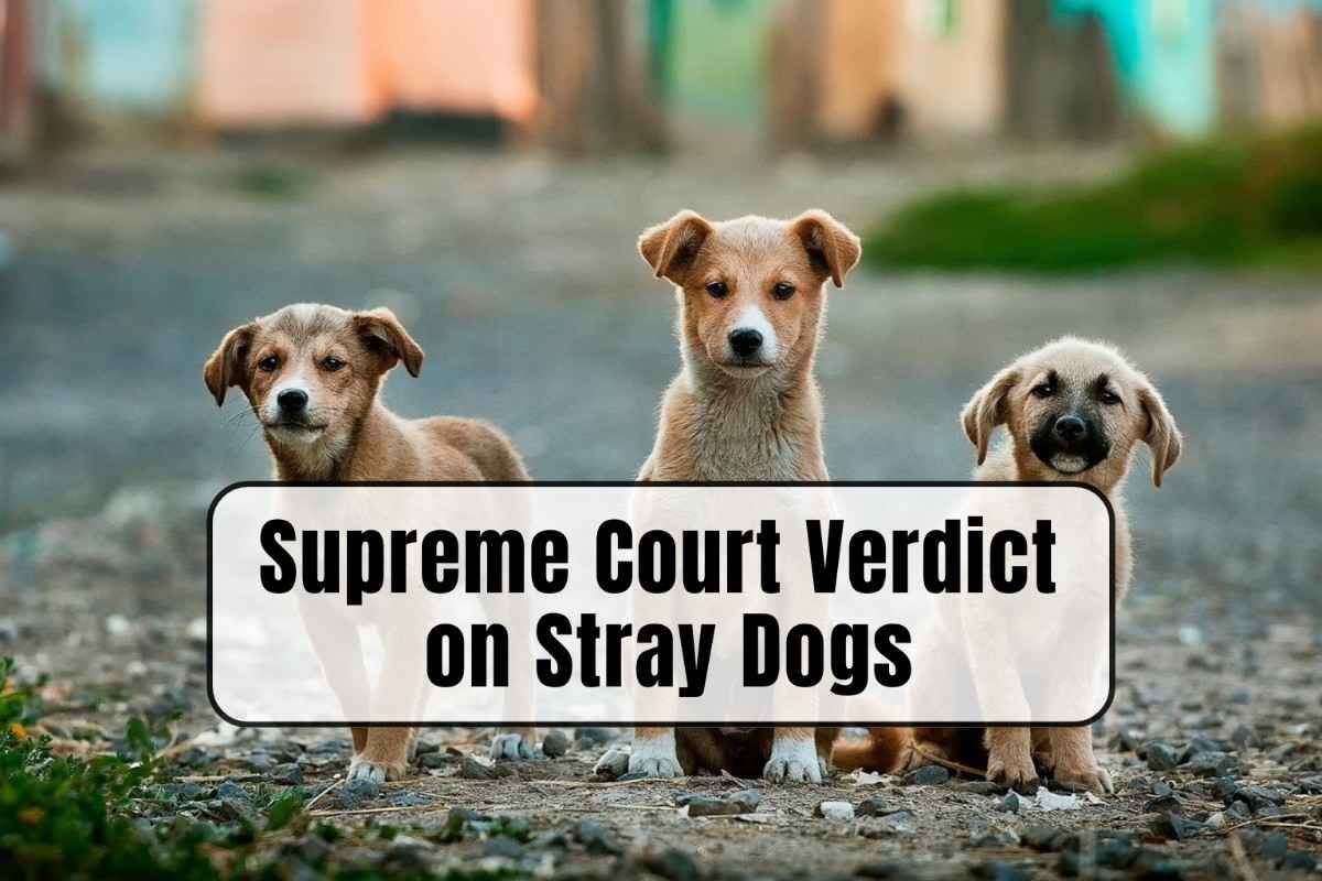 Supreme Court Verdict on Stray Dogs in the National Capital Region (NCR)